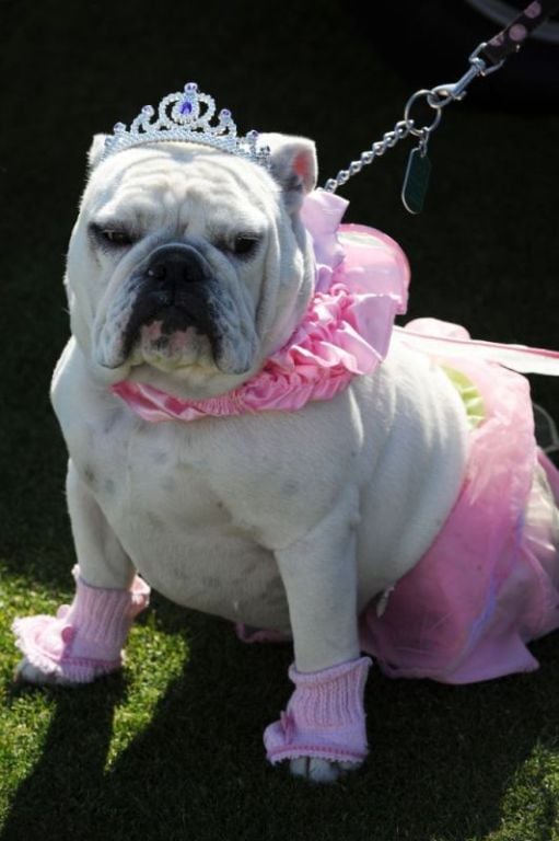 TheChic_Family bulldog princess - Rachel Hollis